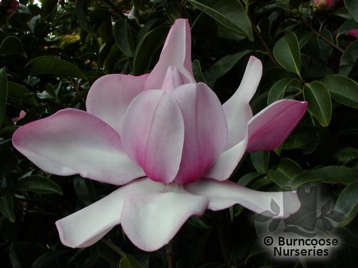 Magnolia Campbellii 'Princess Margaret' from Burncoose Nurseries