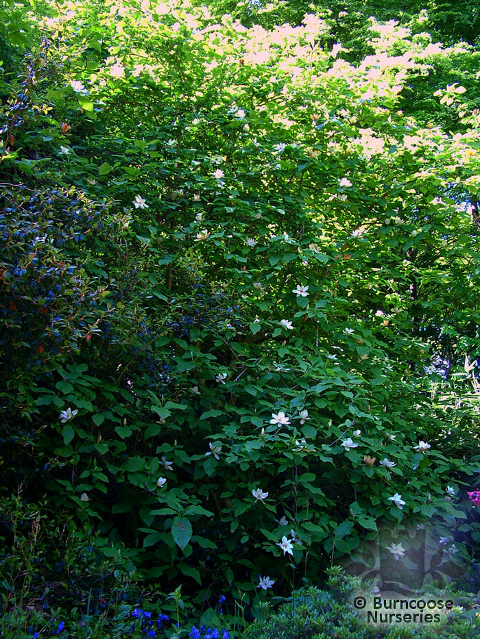 Magnolia 'Charles Coates' from Burncoose Nurseries