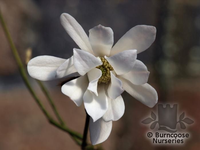 Magnolia 'China Town' from Burncoose Nurseries