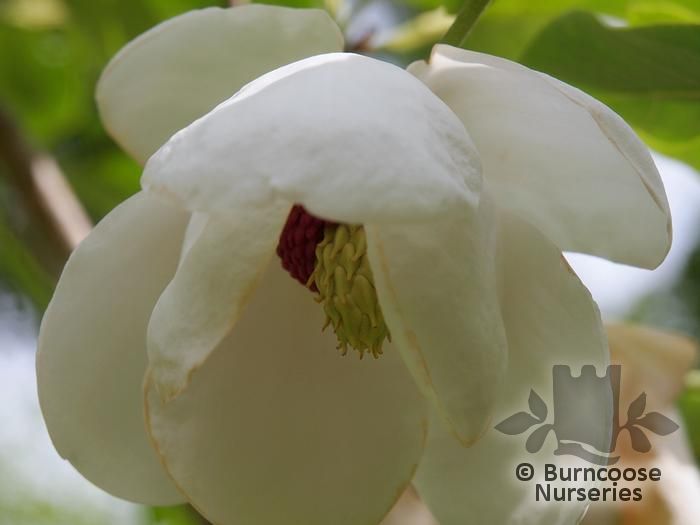 Magnolia Sieboldii 'Colossus' from Burncoose Nurseries
