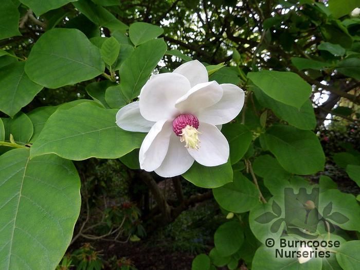 Magnolia Sieboldii 'Colossus' from Burncoose Nurseries
