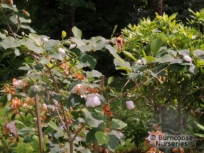Magnolia Sieboldii 'Colossus' from Burncoose Nurseries