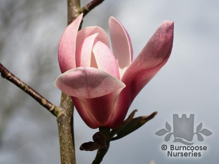 Magnolia 'Columnar Pink' from Burncoose Nurseries