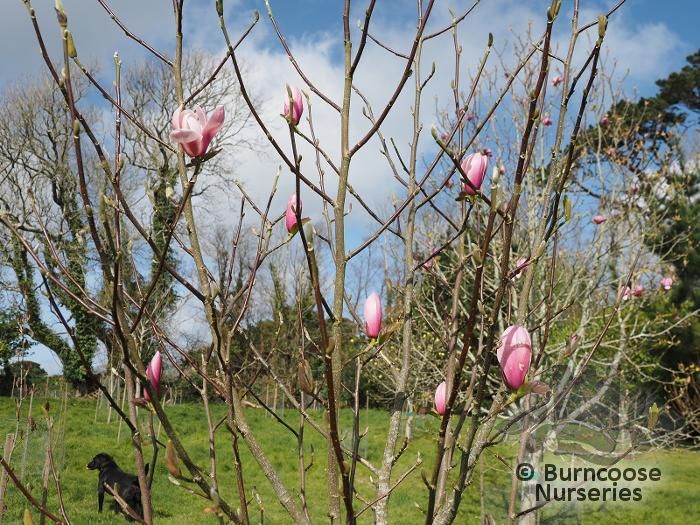 Magnolia 'Columnar Pink' from Burncoose Nurseries
