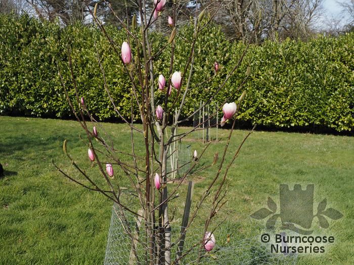 Magnolia 'Columnar Pink' from Burncoose Nurseries