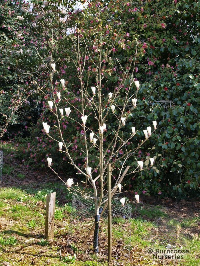 Magnolia Cylindrica from Burncoose Nurseries