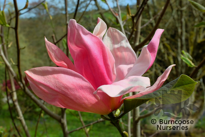 Magnolia 'Daybreak' from Burncoose Nurseries