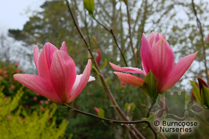 Magnolia 'Daybreak' from Burncoose Nurseries