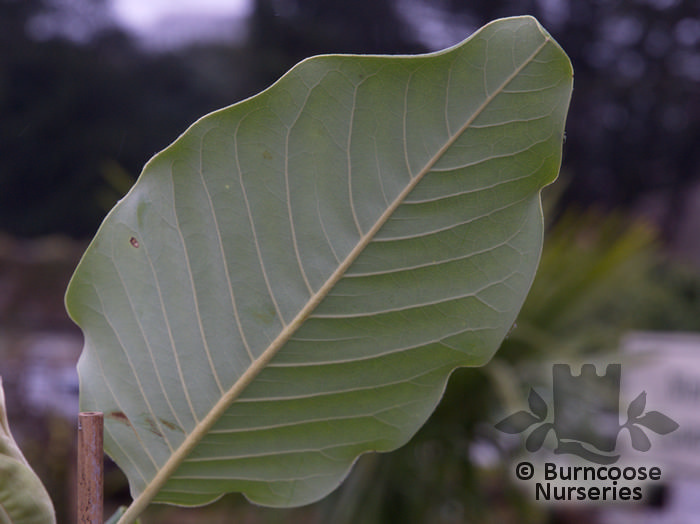 Magnolia Delavayi from Burncoose Nurseries