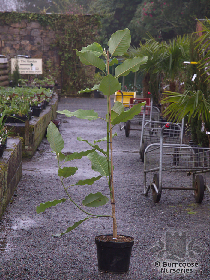 Magnolia Delavayi from Burncoose Nurseries