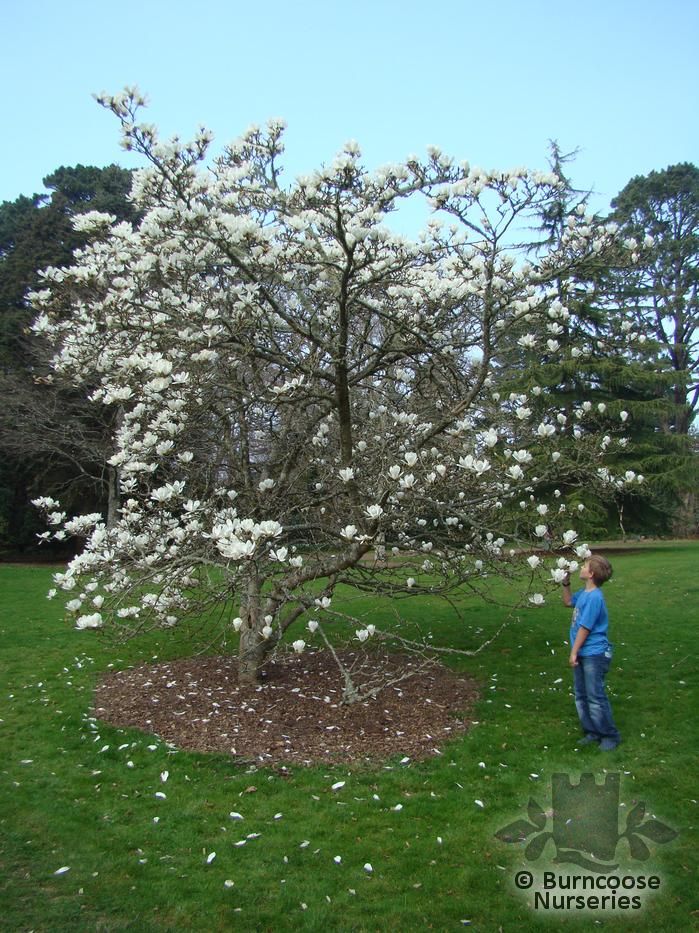 Magnolia Denudata from Burncoose Nurseries