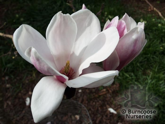 Magnolia Denudata 'Fragrant Cloud' from Burncoose Nurseries