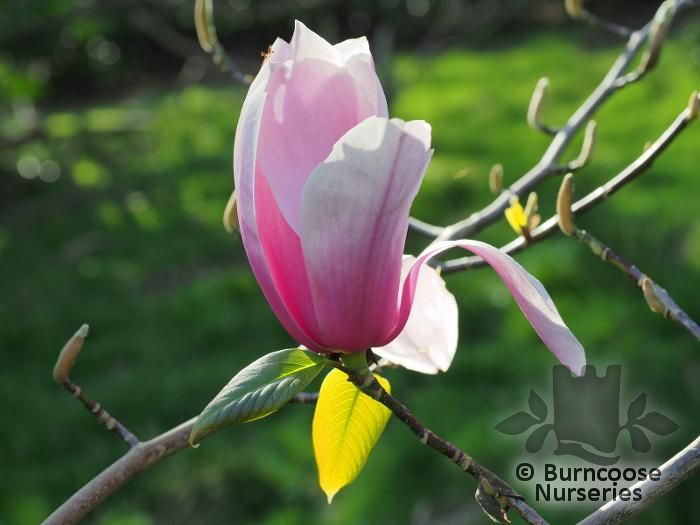 Magnolia from Burncoose Nurseries - Page 5