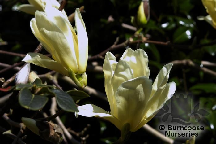 Magnolia 'Elizabeth' from Burncoose Nurseries