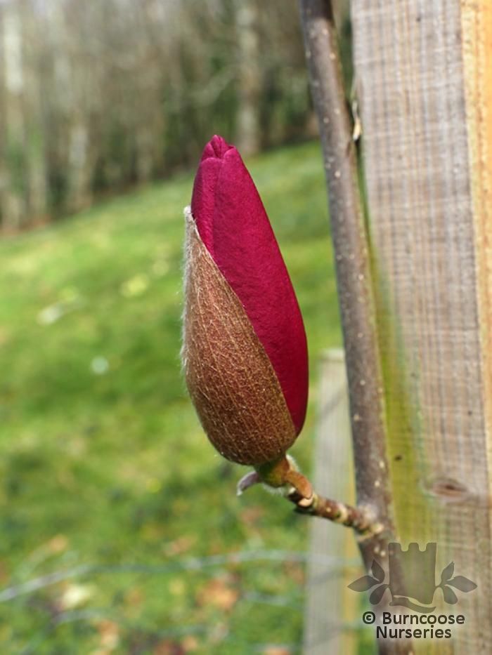 Magnolia 'Emperor' from Burncoose Nurseries