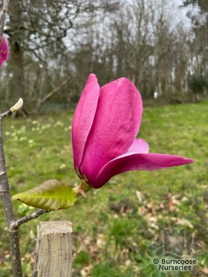 Magnolia 'Emperor' from Burncoose Nurseries