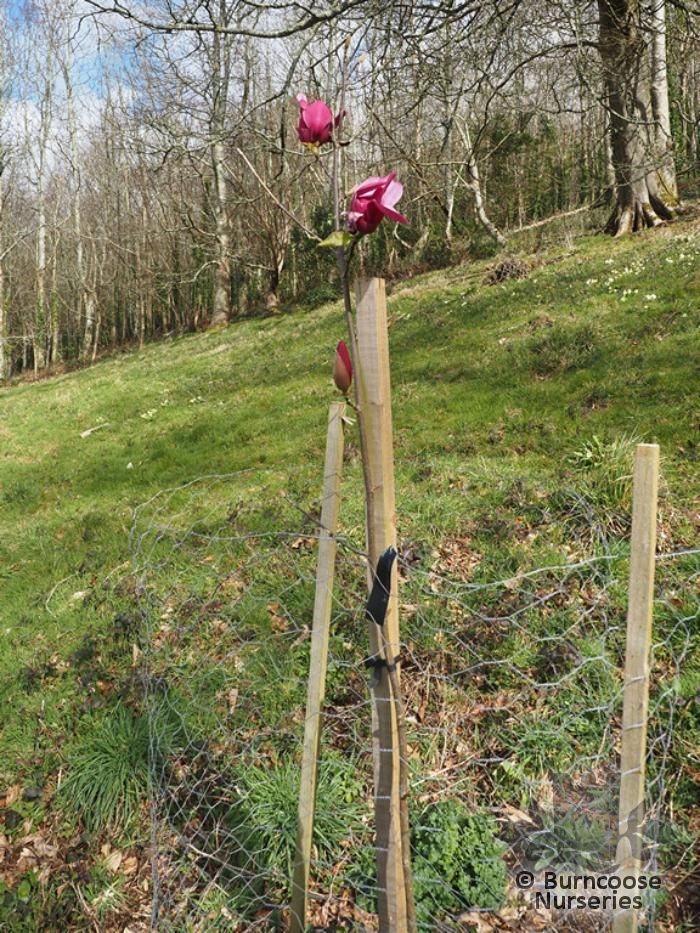 Magnolia 'Emperor' from Burncoose Nurseries