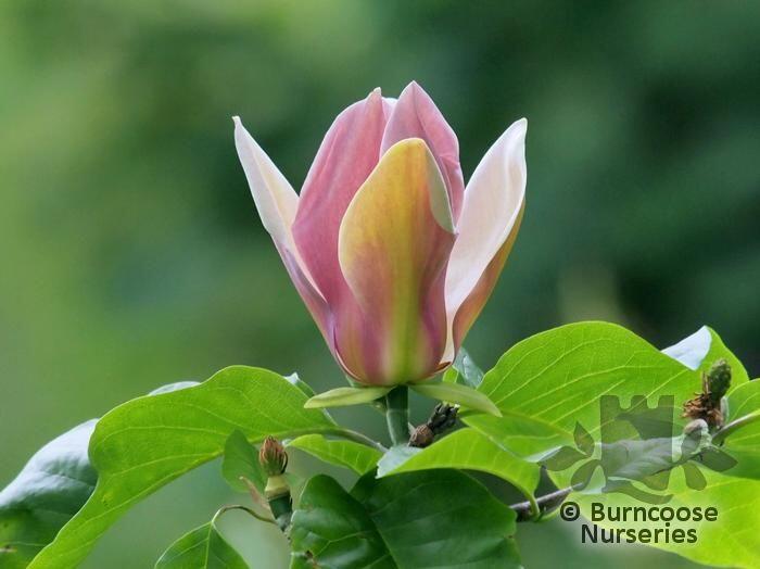 Magnolia from Burncoose Nurseries - Page 2