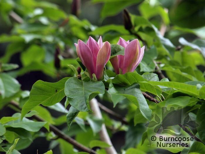 Magnolia X Brooklynensis 'Evamaria' from Burncoose Nurseries