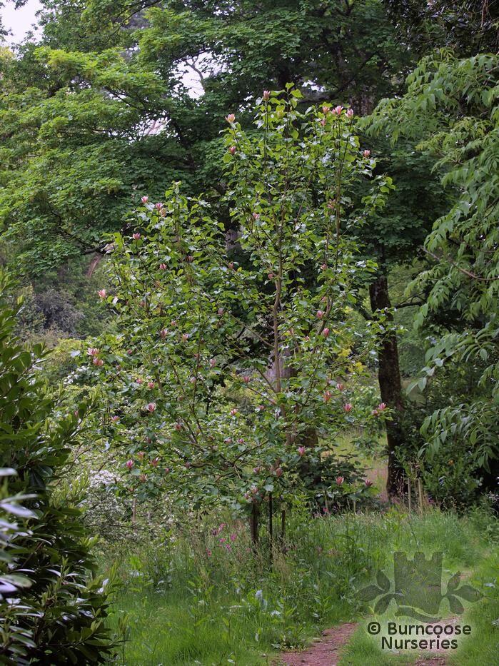 Magnolia X Brooklynensis 'Evamaria' from Burncoose Nurseries