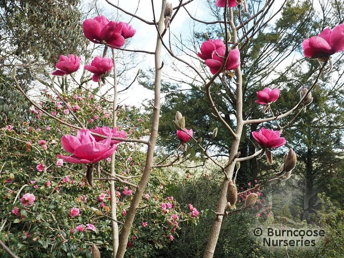 Magnolia 'Felix Jury' from Burncoose Nurseries