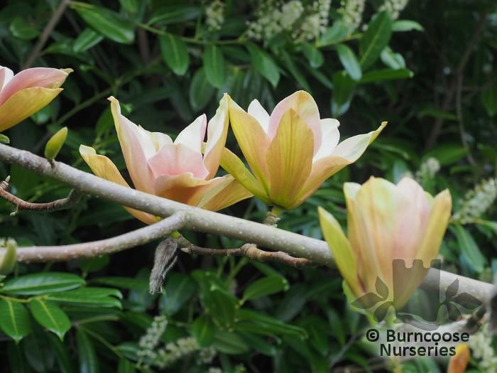 Magnolia 'Flamingo' from Burncoose Nurseries