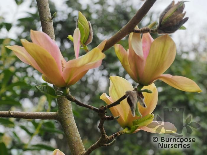 Magnolia 'Flamingo' from Burncoose Nurseries