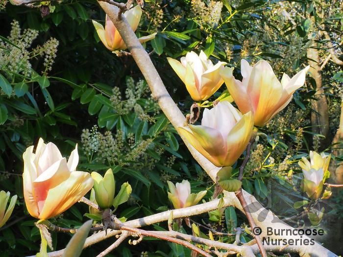 Magnolia 'Flamingo' from Burncoose Nurseries