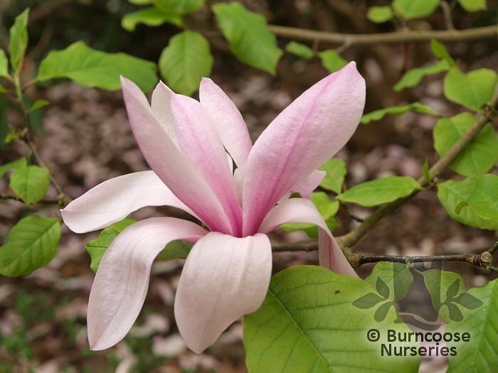 Magnolia 'Galaxy' from Burncoose Nurseries