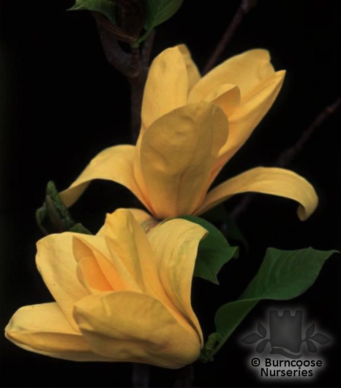 Magnolia from Burncoose Nurseries - Page 3