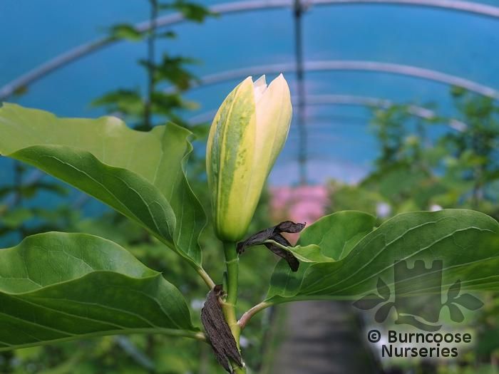 Magnolia 'Gold Crown' from Burncoose Nurseries