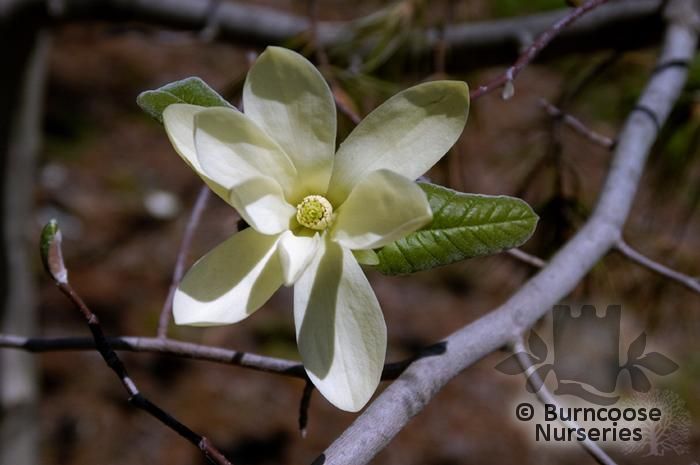 Magnolia 'Gold Star' from Burncoose Nurseries