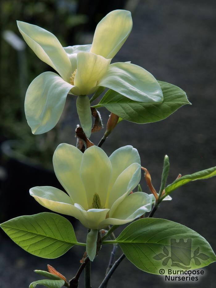 Magnolia 'Golden Sun' from Burncoose Nurseries