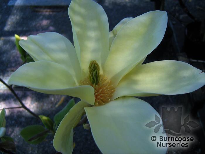 Magnolia 'Golden Sun' from Burncoose Nurseries