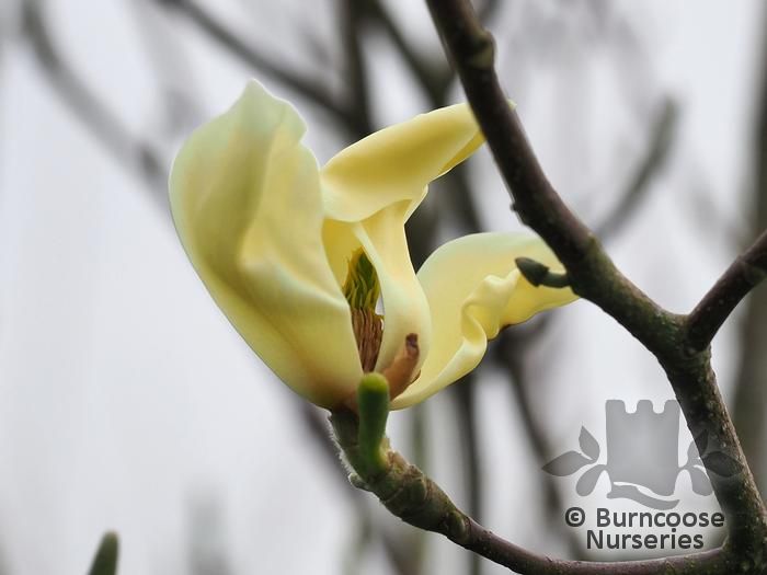 Magnolia 'Goldfinch' from Burncoose Nurseries