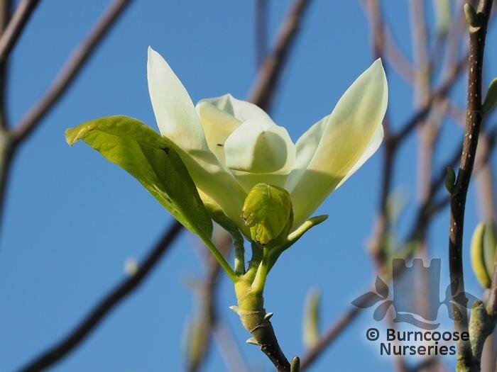 Magnolia 'Goldfinch' from Burncoose Nurseries
