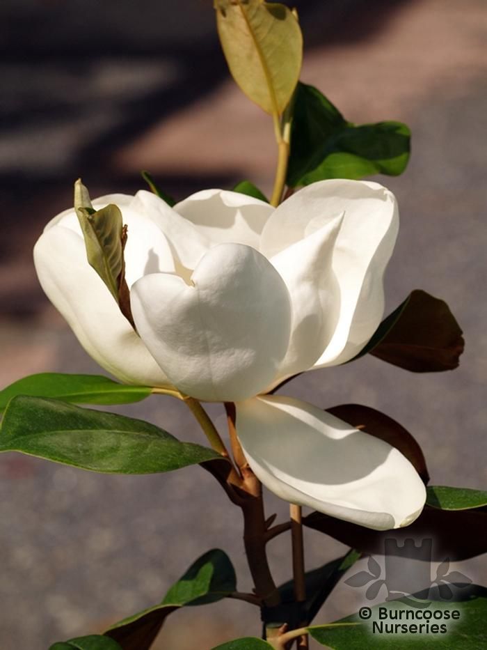 Magnolia Grandiflora 'Goliath' from Burncoose Nurseries