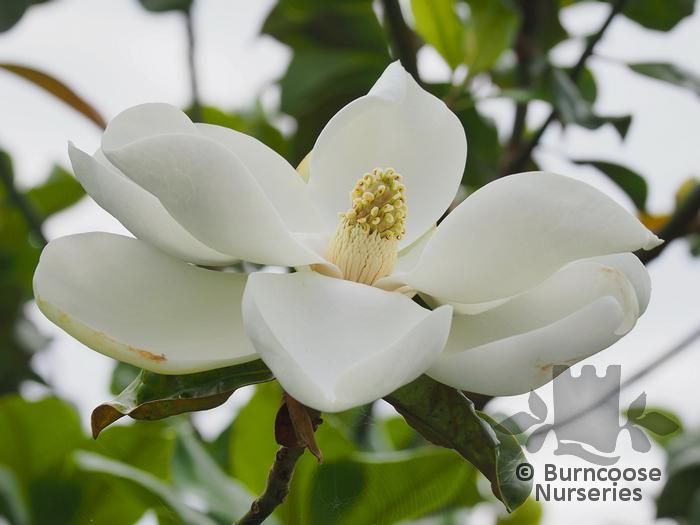 Magnolia Grandiflora from Burncoose Nurseries