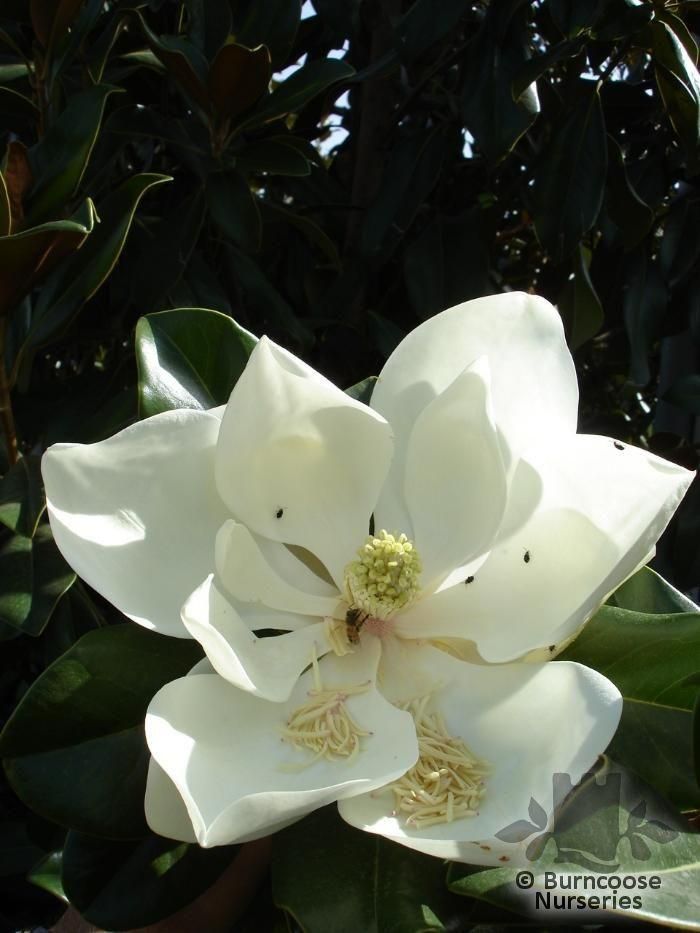 Magnolia Grandiflora 'Goliath' from Burncoose Nurseries