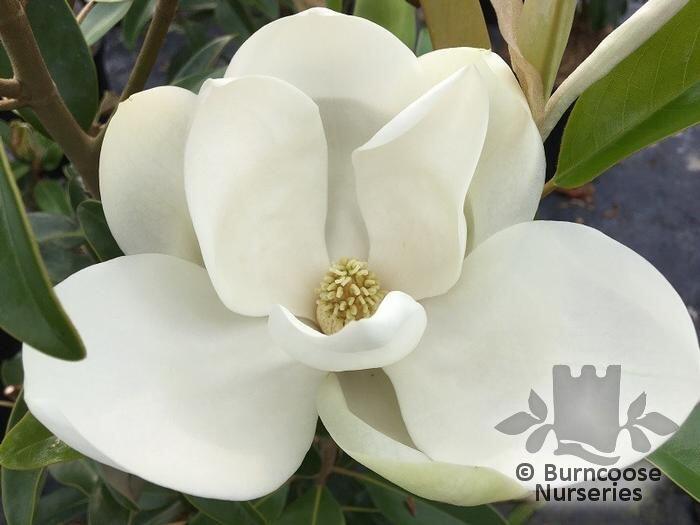 Magnolia Grandiflora 'Alta' from Burncoose Nurseries