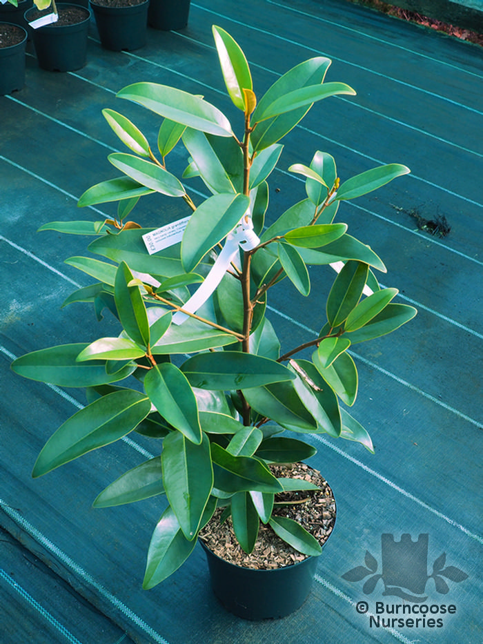 Magnolia Grandiflora 'Alta' from Burncoose Nurseries