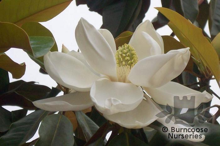 Magnolia Grandiflora 'D.D Blanchard' from Burncoose Nurseries