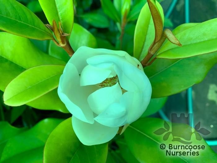 Magnolia Grandiflora 'Exmouth' from Burncoose Nurseries