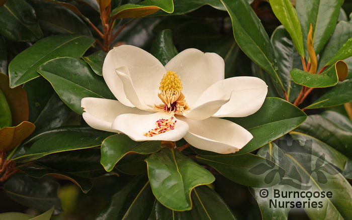 Magnolia Grandiflora 'Exmouth' from Burncoose Nurseries
