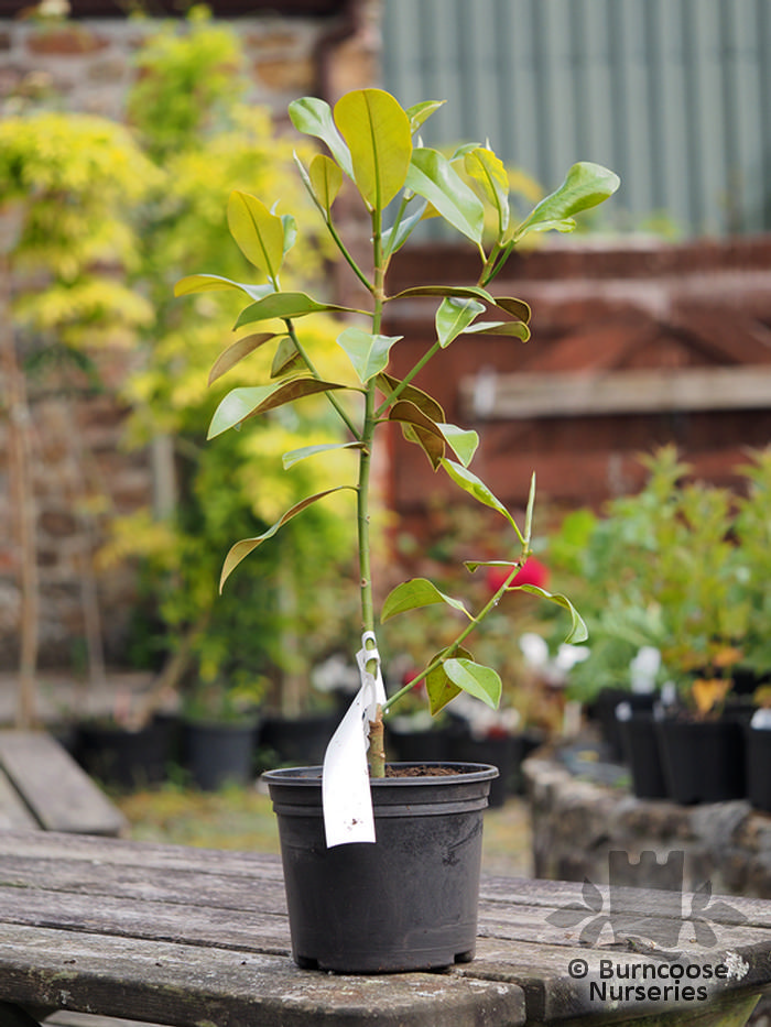 Magnolia Grandiflora 'Exmouth' from Burncoose Nurseries