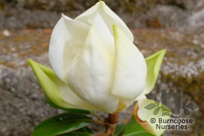 Magnolia Grandiflora 'Le Nantais' from Burncoose Nurseries