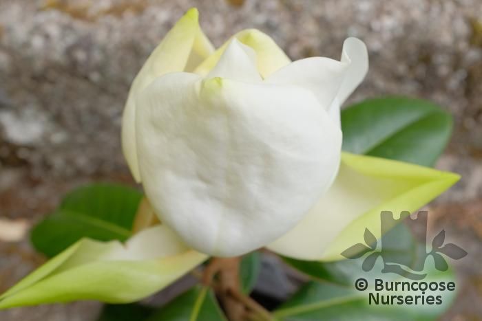 Magnolia Grandiflora 'Le Nantais' from Burncoose Nurseries