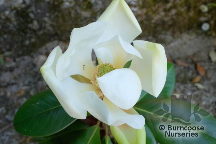 Magnolia Grandiflora 'Le Nantais' from Burncoose Nurseries