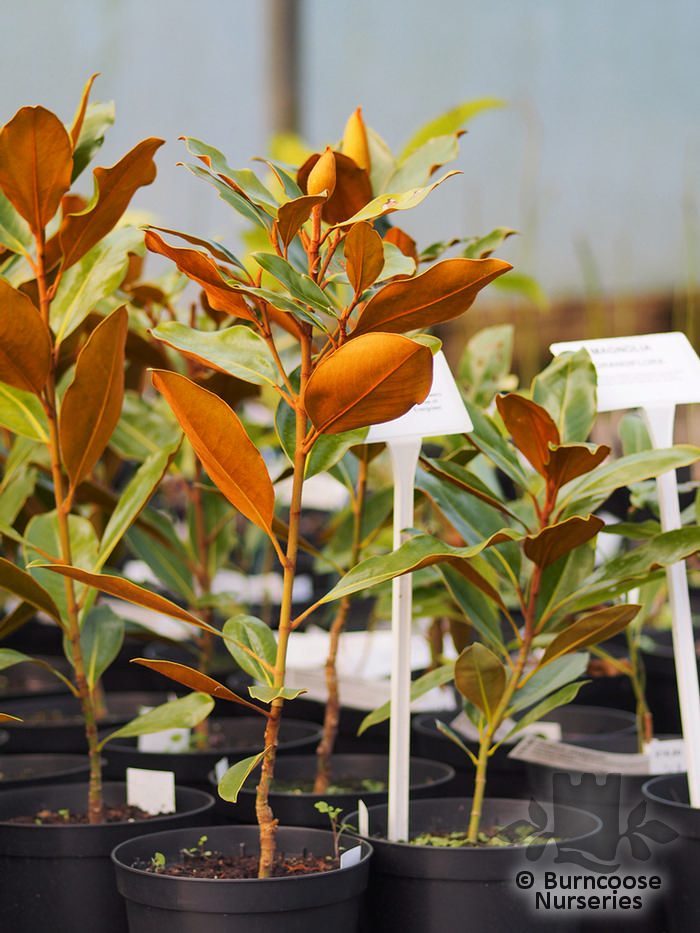 Magnolia Grandiflora 'Little Gem' from Burncoose Nurseries