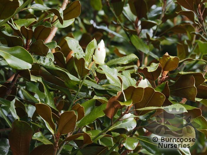 Magnolia Grandiflora 'Symes Select' from Burncoose Nurseries